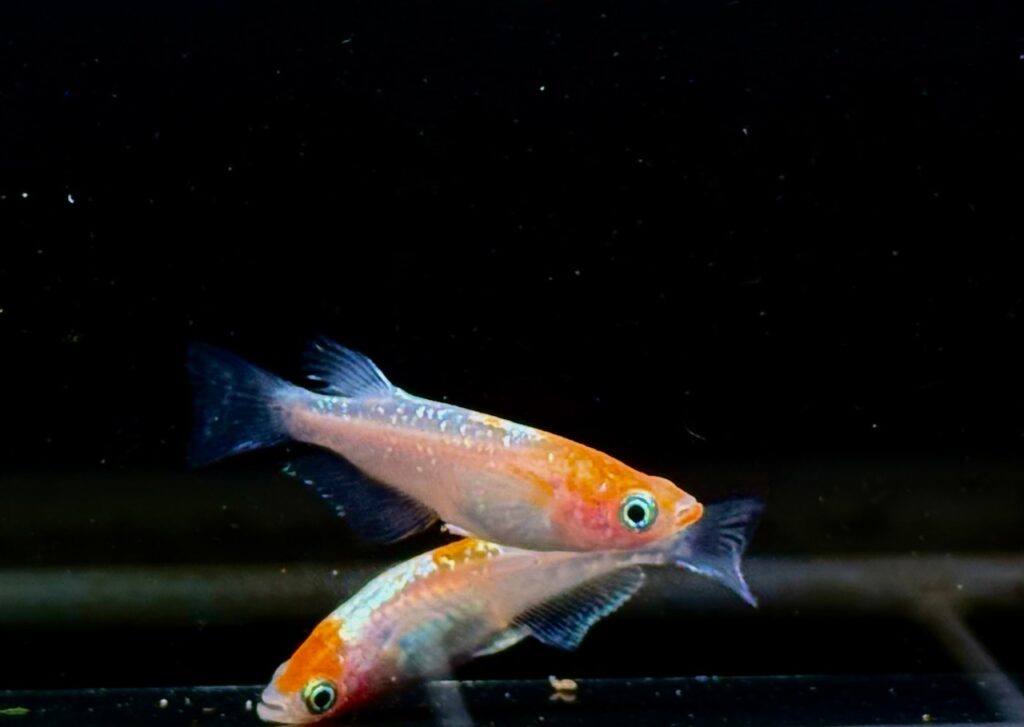 寿メダカの特徴、飼育難易度、固定率、繁殖などについて！ | JASMA 日本改良メダカの会